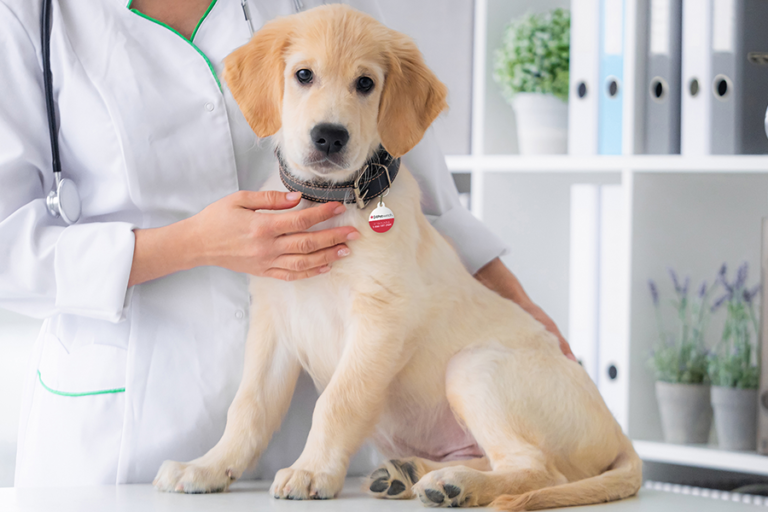 Veterinarians Near Me: Discover Top Pet Healthcare Services in America