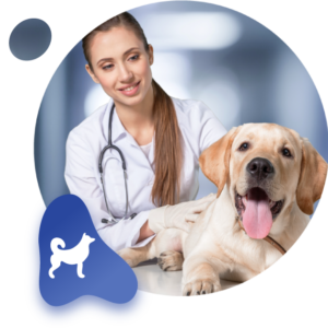 Veterinarians Near Me: Discover Top Pet Healthcare Services in America